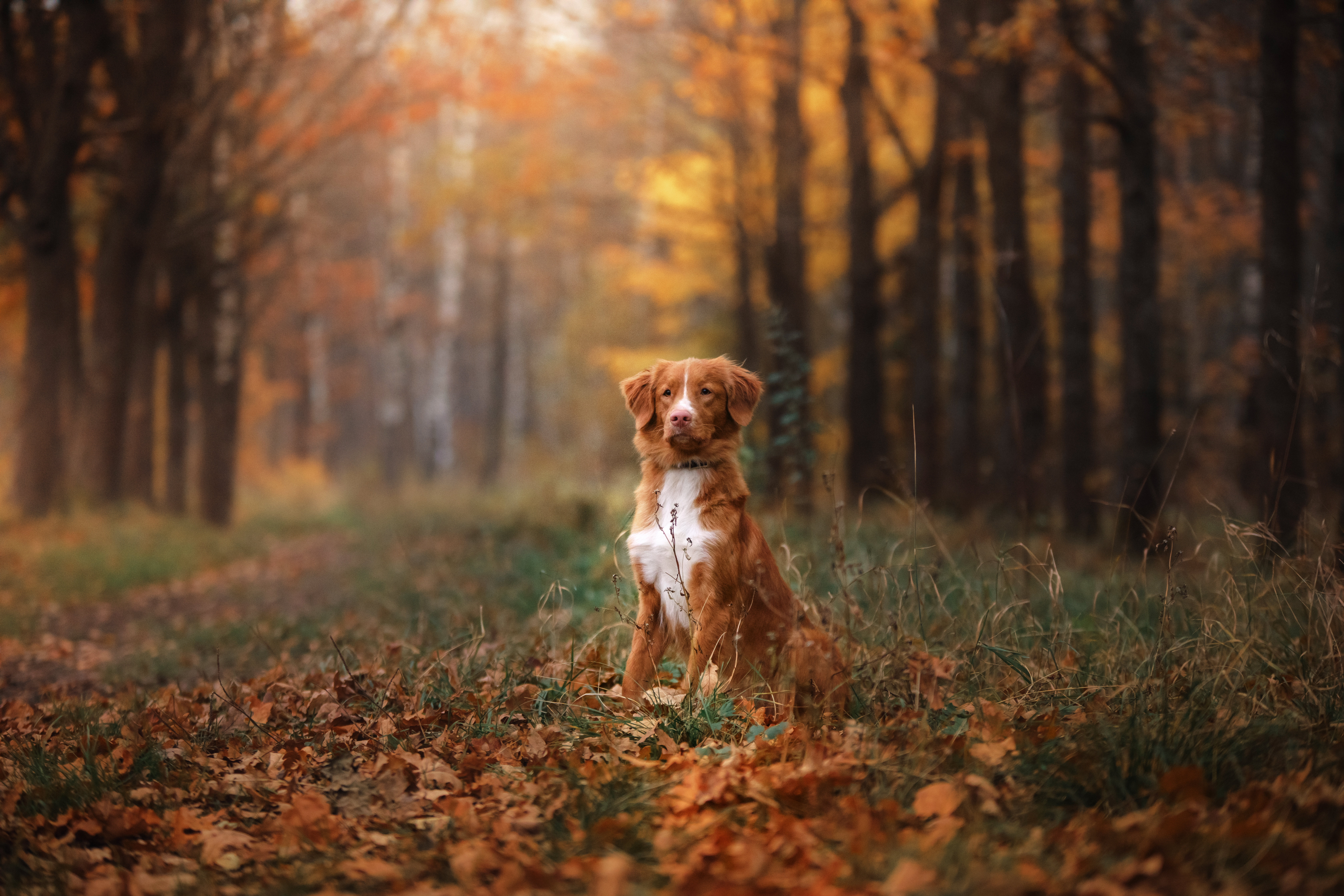 Millwood Pines Nova Scotia Duck Tolling Retriever by Anna-Av - Wrapped Canvas Photograph | Wayfair
